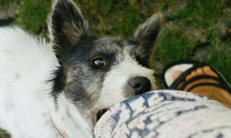 What to Do After a Dog Bite in West Virginia: 5-Step Guide for Victims
